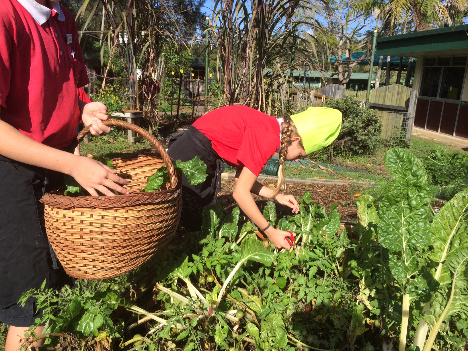 Stephanie Alexander Kitchen Garden Program